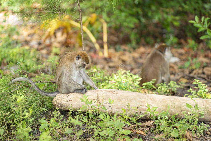 Monkey sitting on a log stock image. Image of brown - 237541677