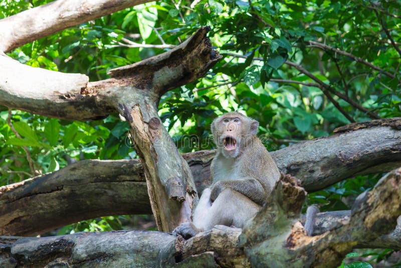 Monkey sitting on the log stock photo. Image of open - 74530374