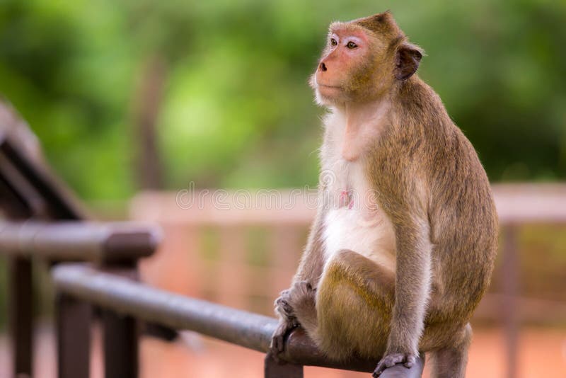 Minded Monkey Animal Stock Photos - Free & Royalty-Free Stock Photos ...