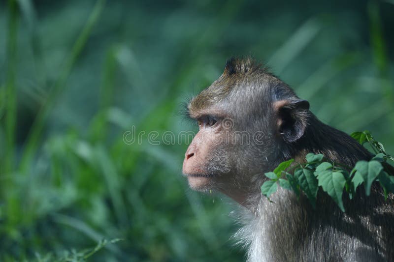 Monkey is Sitting and Looking at Something with Interest and Curiosity ...