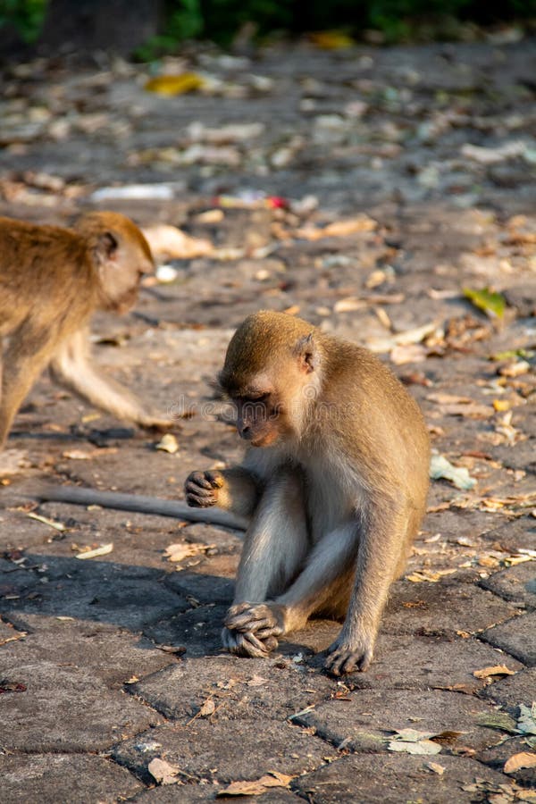A Monkey Sitting on a Paving Road in a Protected Forest Area in the ...