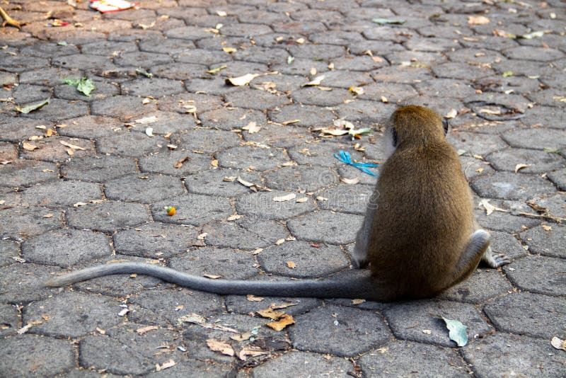 A Monkey Sitting on a Paving Road in a Protected Forest Area in the ...