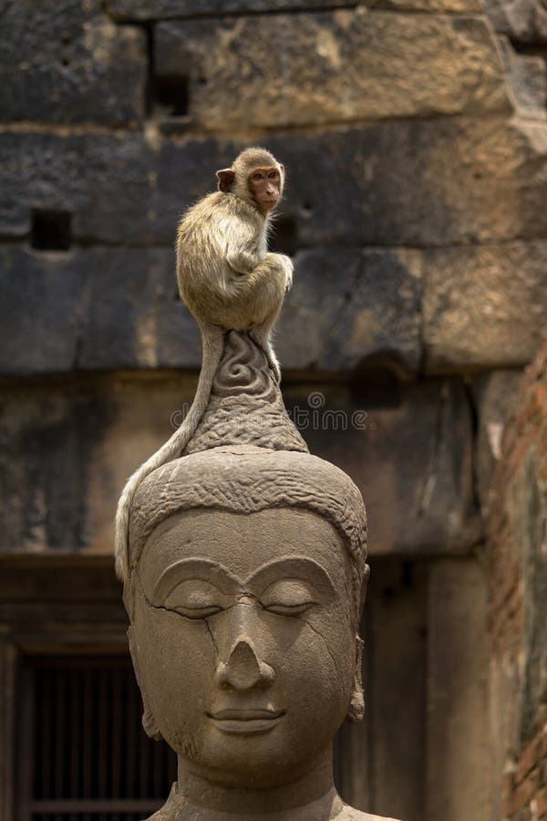 Monkey Sitting Perched on Buddha Head Stock Image - Image of temple ...