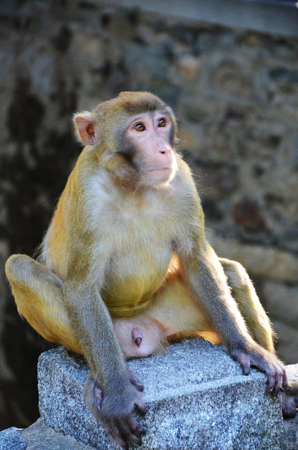 The Monkey Sitting on the Pier Stock Photo - Image of primate, rodent ...
