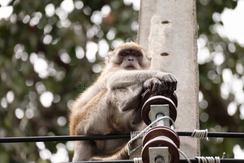 Monkey Sniffing on Cigarette Stock Photo - Image of monkey, nature ...