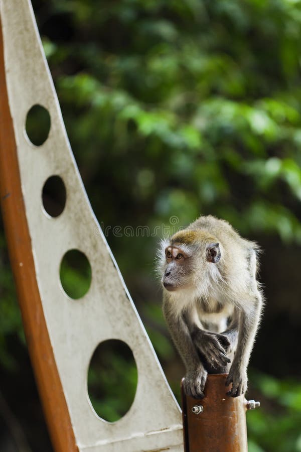 Monkey on the pole stock photo. Image of baby, india - 98097760