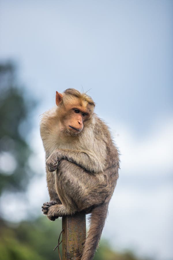 A Monkey Looking into the Distance in Thailand Stock Photo - Image of ...