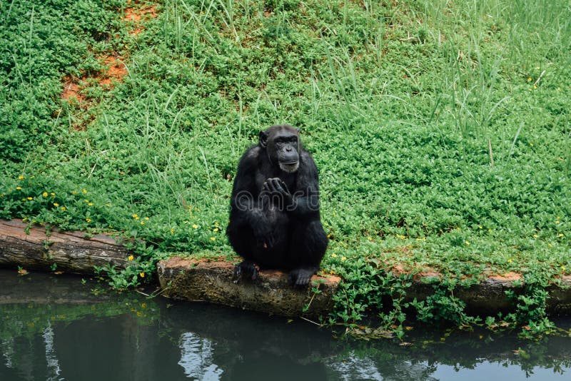 Pondering Primate stock image. Image of head, ponder - 12821215