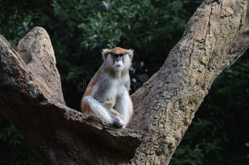 The Monkey Sitting Quietly in the Y of the Tree Stock Image - Image of ...