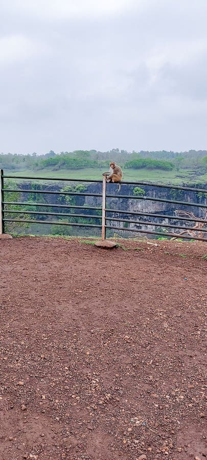 Monkey Sitting on Railing stock photo. Image of rajasthan - 283479290