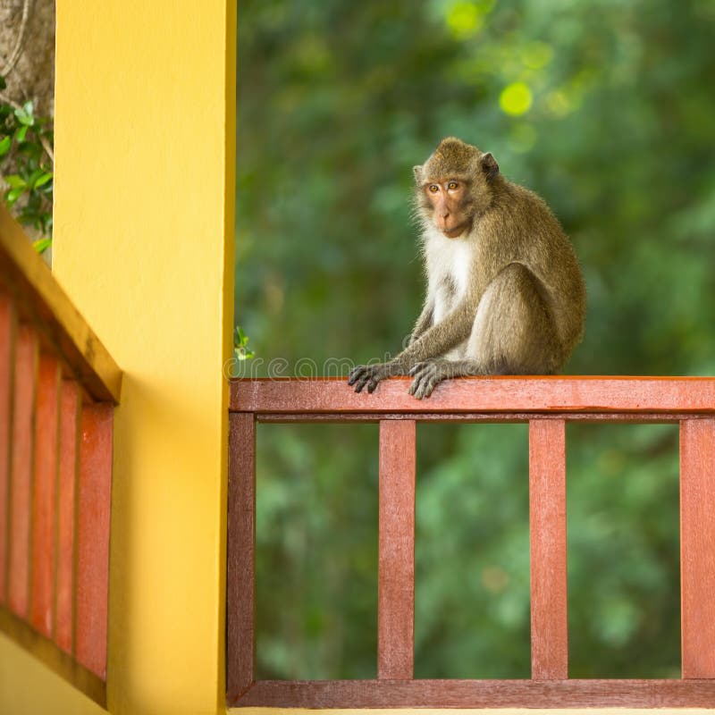 Monkey Sitting on the Railing of the Porch of the House. Nature. Stock ...