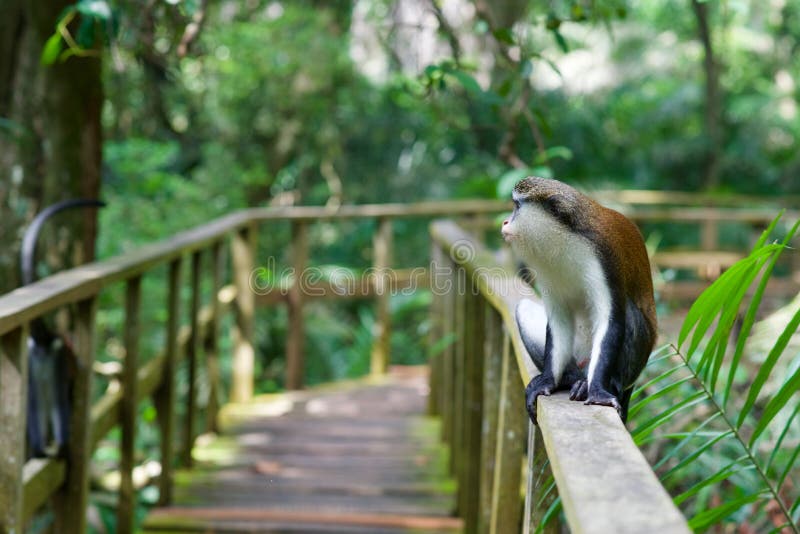 A Monkey Sitting on a Railing Stock Photo - Image of woodland, lagos ...