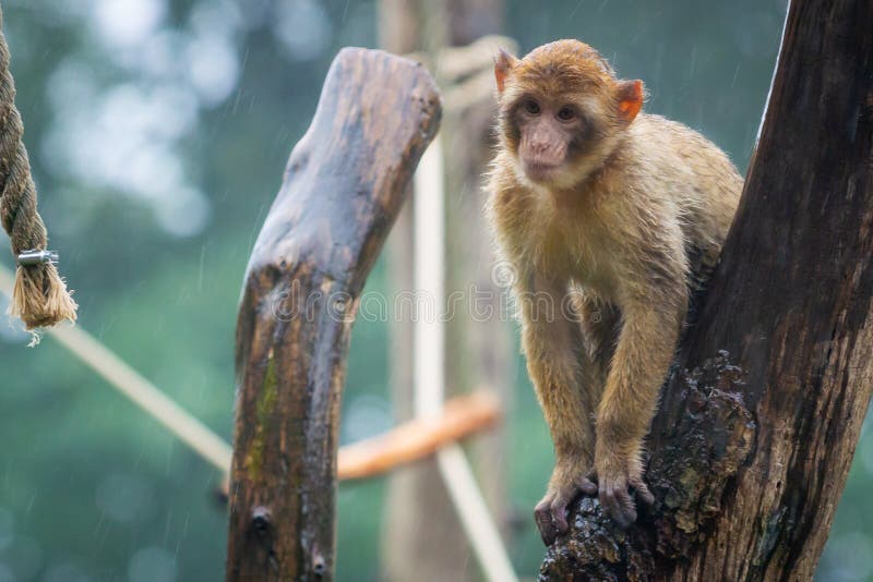 Monkey sitting in the rain stock photo. Image of dierentuin - 212409948