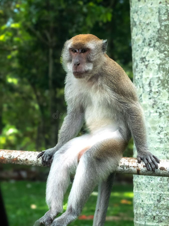 Monkey Sitting and Resting on a Pole, Looking Melancholy and Thinking ...