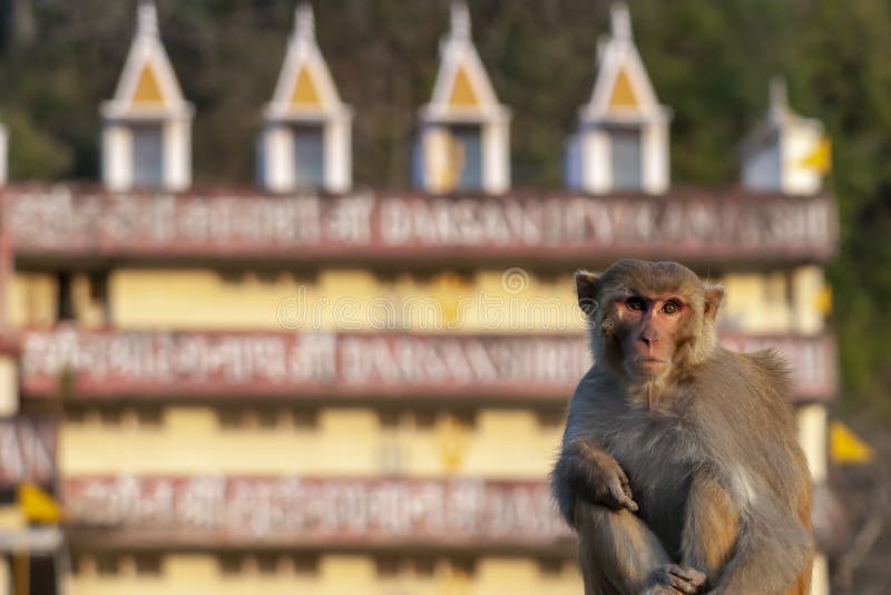 Monkey Sitting in Rishikesh,india with an Ashram Behing it Stock Photo ...