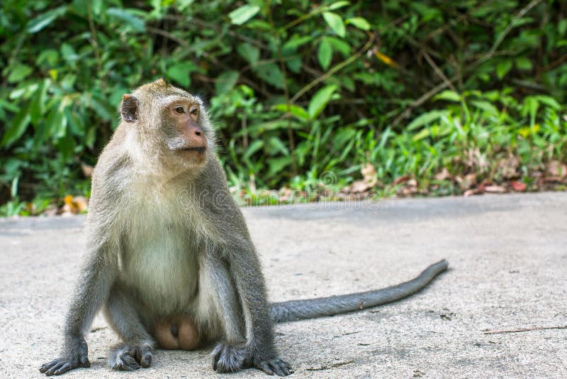 Monkey Sitting on a Road. Travel in Asia. Stock Photo - Image of cute ...
