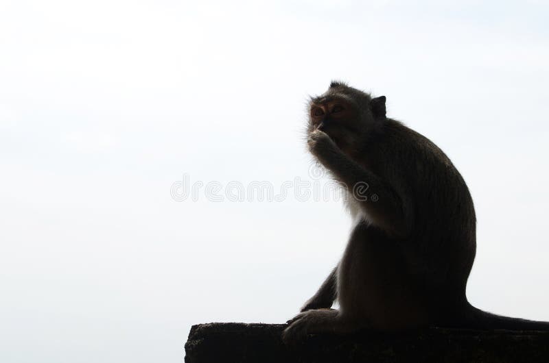 Monkey Sitting on Rock in Backlight Stock Photo - Image of front, grey ...