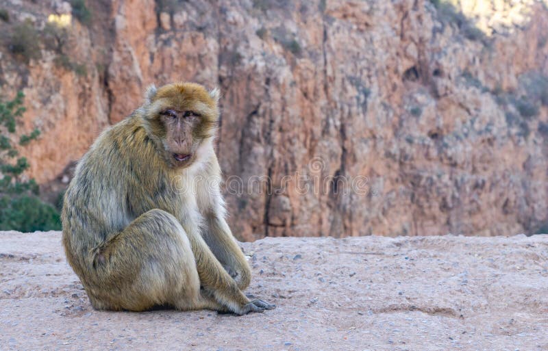 A Monkey is Sitting on a Rock in Front of a Mountain Stock Photo ...