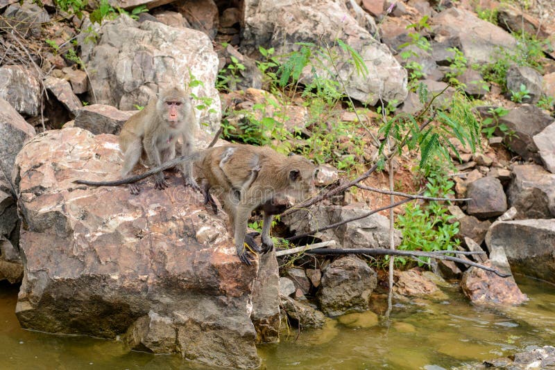 Monkeys are Eating Food from Tourist in the Reservior. Stock Image ...