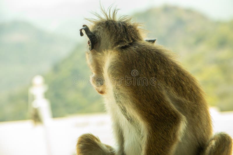 Portrait of Macaque Monkey. Selective Focus Stock Image - Image of nose ...