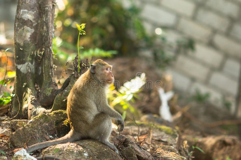 Monkey Sitting on the Roots of a Tree. Stock Image - Image of funny ...