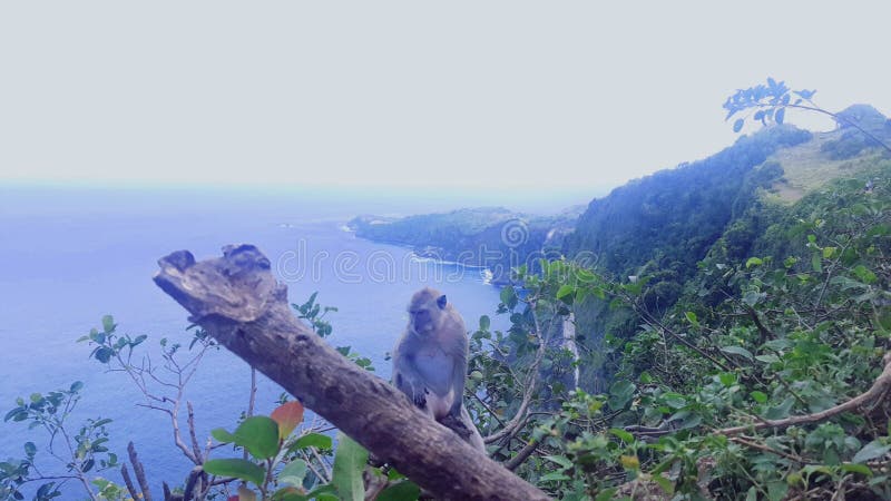 Monkey Sitting on the Side of the Kelingking CliffIn Nusa Penida Island ...