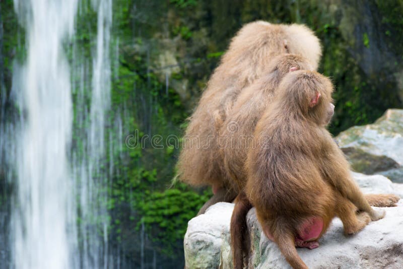 Monkey Sitting Side by Side Looking Somewhere Stock Photo - Image of ...