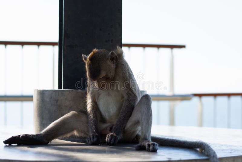 The Monkey is Sitting and is Sucking His Toes. Stock Image - Image of ...
