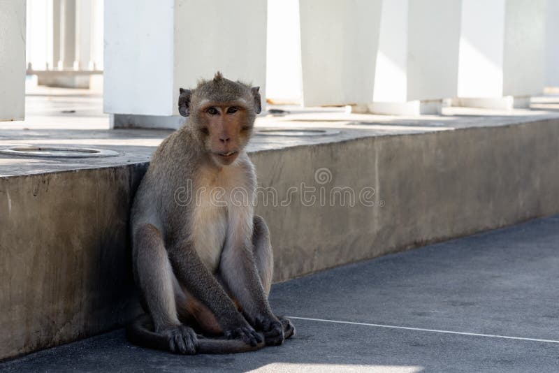 The Monkey is Sitting and is Sucking His Toes. Stock Image - Image of ...