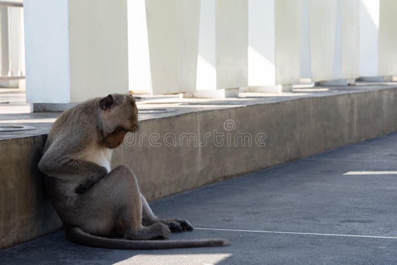 The Monkey is Sitting and is Sucking His Toes. Stock Image - Image of ...
