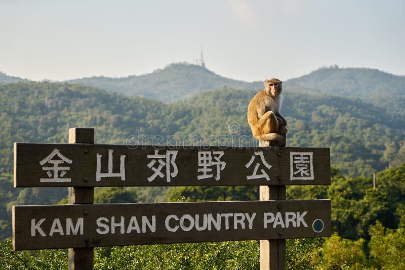 A Monkey Sitting on the Sign of Kam Shan Country Park Stock Image ...