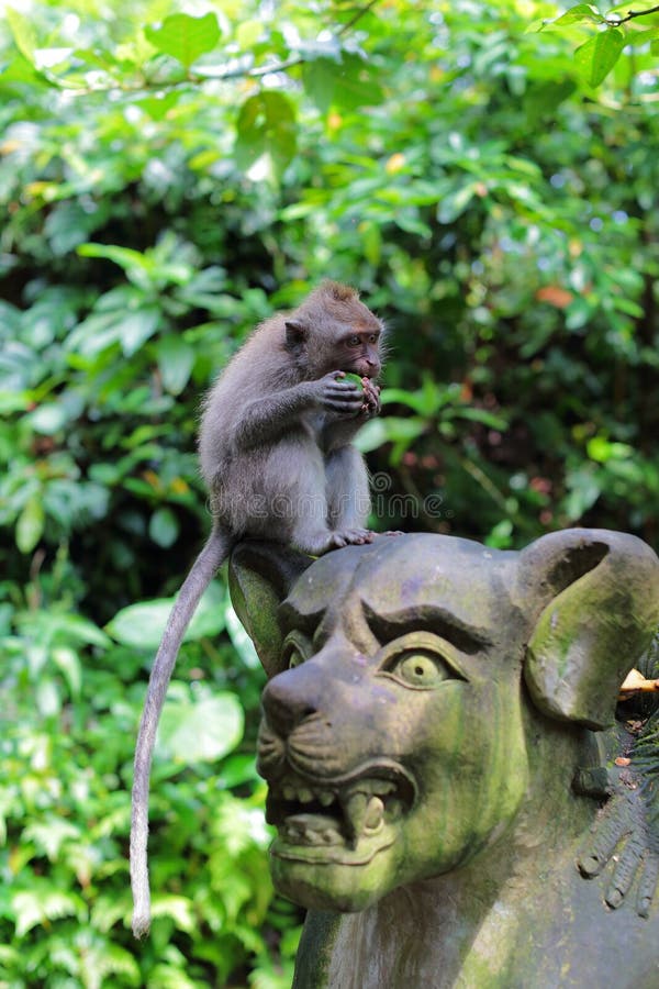 Monkey Sitting on Stone Statue Stock Image - Image of forest, food ...