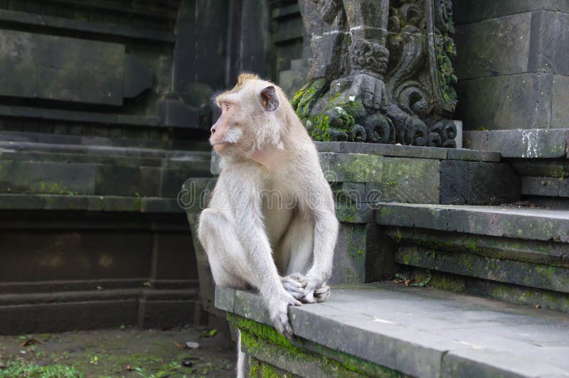 Monkey Sitting on Stone Steps Stock Image - Image of indonesia, macaque ...