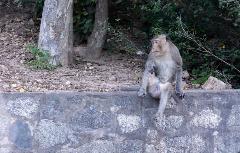 118 Monkey Hair Texture Stock Photos - Free & Royalty-Free Stock Photos ...