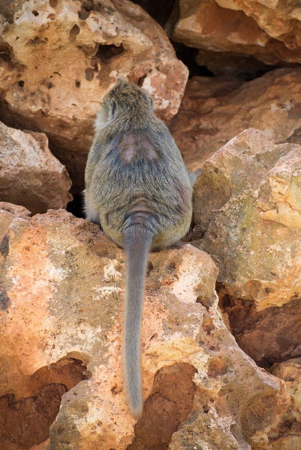 Offended Monkey Stock Photos - Free & Royalty-Free Stock Photos from ...