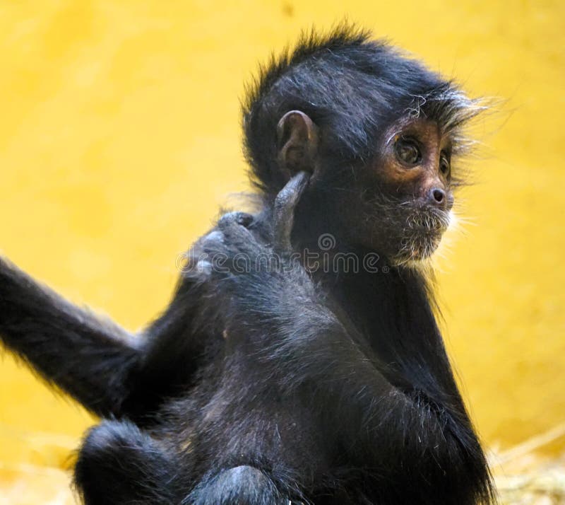 A Monkey Sitting in the Straw with Its Hand on His Chest Stock Photo ...