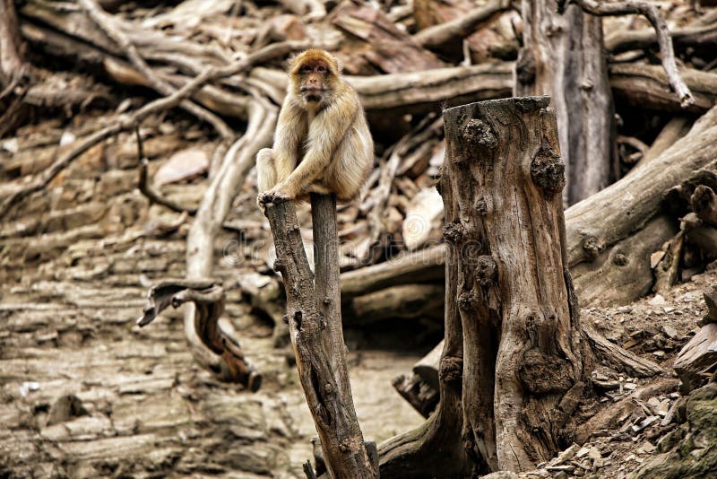 Monkey Sitting on the Stump of Cut Tree Stock Photo - Image of monkey ...