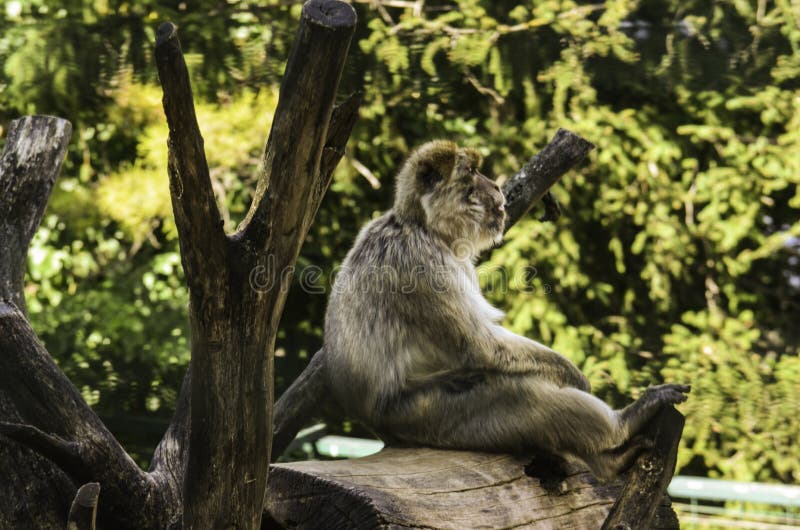Monkey sitting on a stump stock photo. Image of primate - 97113398