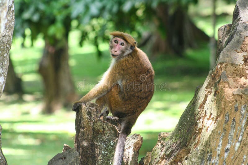 Monkey Sitting on Stump of Tree Stock Image - Image of glorious ...