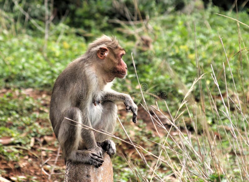 Monkey Sitting with a Style Stock Image - Image of wildlife, female ...