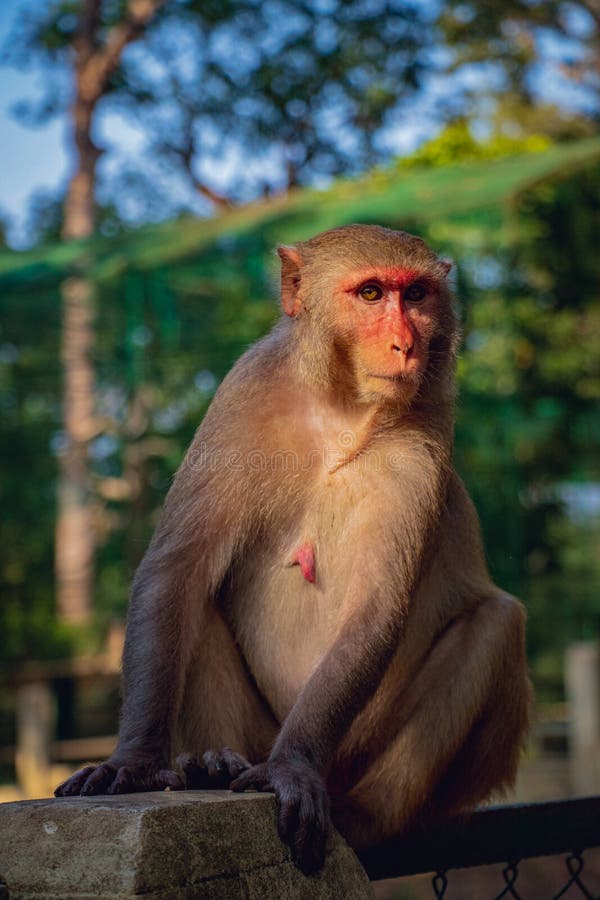 A Monkey is Sitting in the Sunlight Stock Image - Image of beauty ...