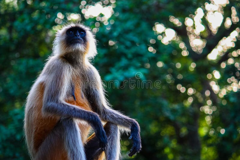Monkey Sitting during Sunset in Pushkar Stock Photo - Image of family ...