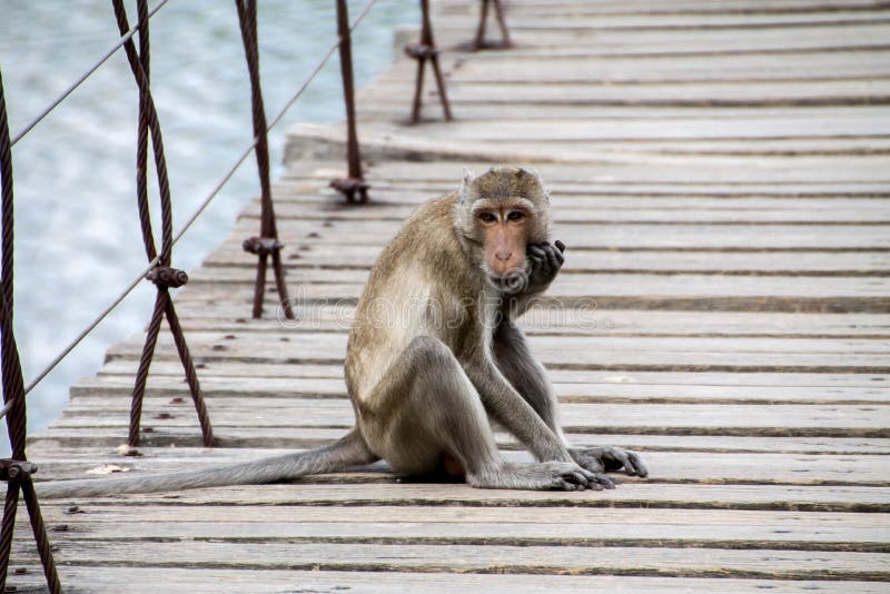 Monkey that Sitting on the Suspension Bridge Stock Photo - Image of ...