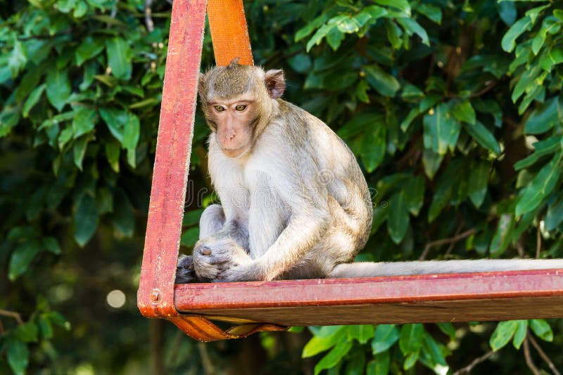 Monkey Swing from the Tree Crab-eating Macaque Macaca Fascicularis Also ...