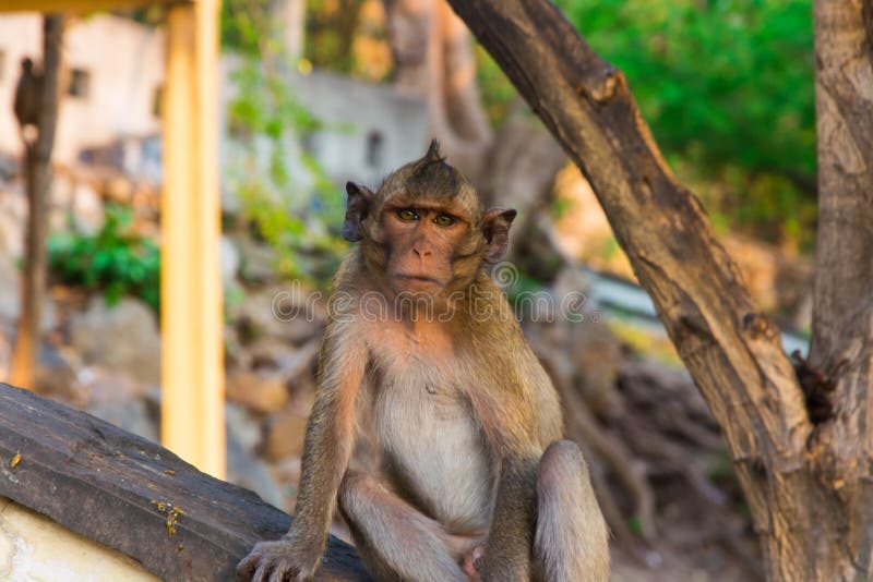 A monkey is on the tree. stock image. Image of brown - 137247069