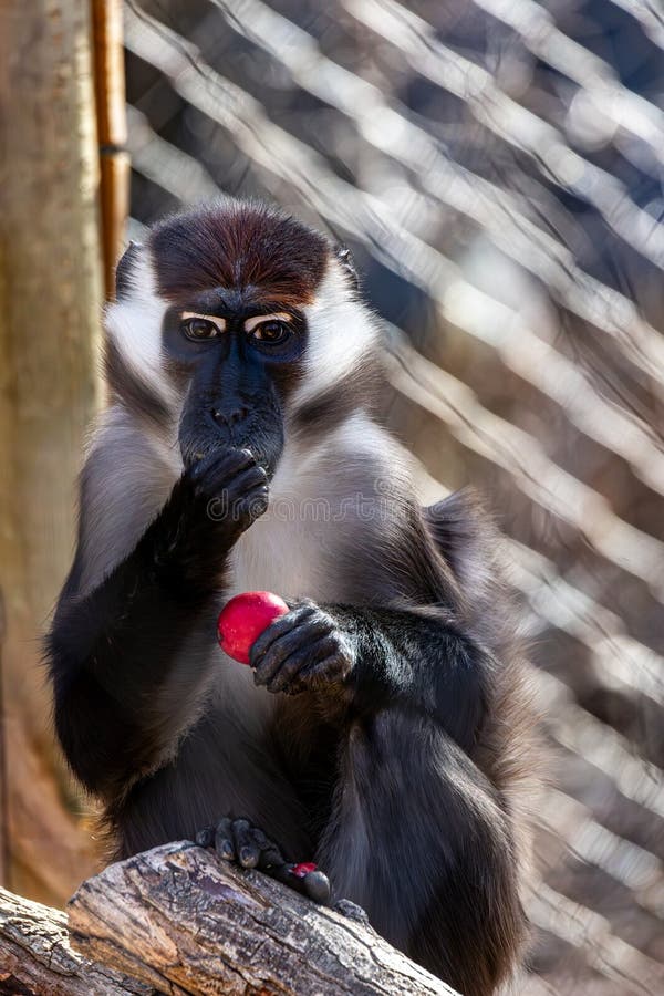 A Monkey Sitting on Top of a Log Holding a Piece of Fruit Stock Photo ...