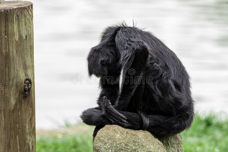 Monkey Sitting on Top of a Rock Resting. Sad Look Stock Photo - Image ...