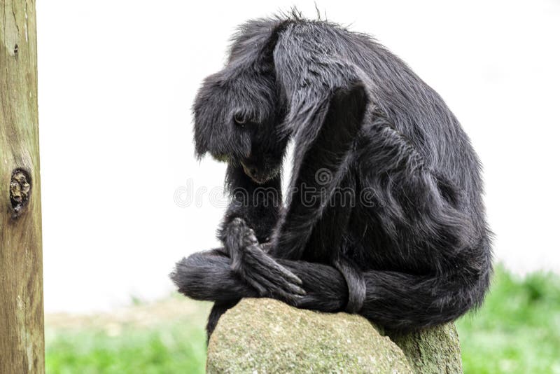 Monkey Sitting on Top of a Rock Resting. Sad Look Stock Image - Image ...