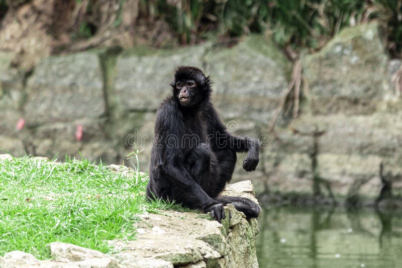 Monkey Sitting on Top of a Rock Resting. Sad Look Stock Image - Image ...