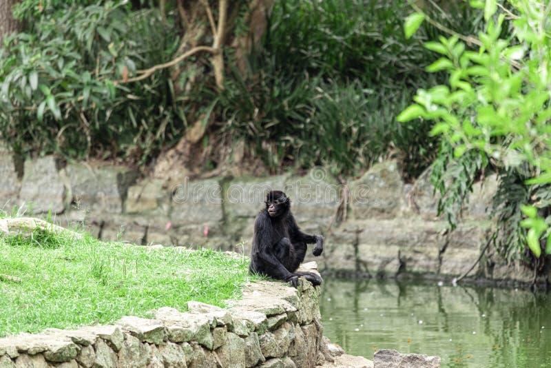 Monkey Sitting on Top of a Rock Resting. Sad Look Stock Image - Image ...